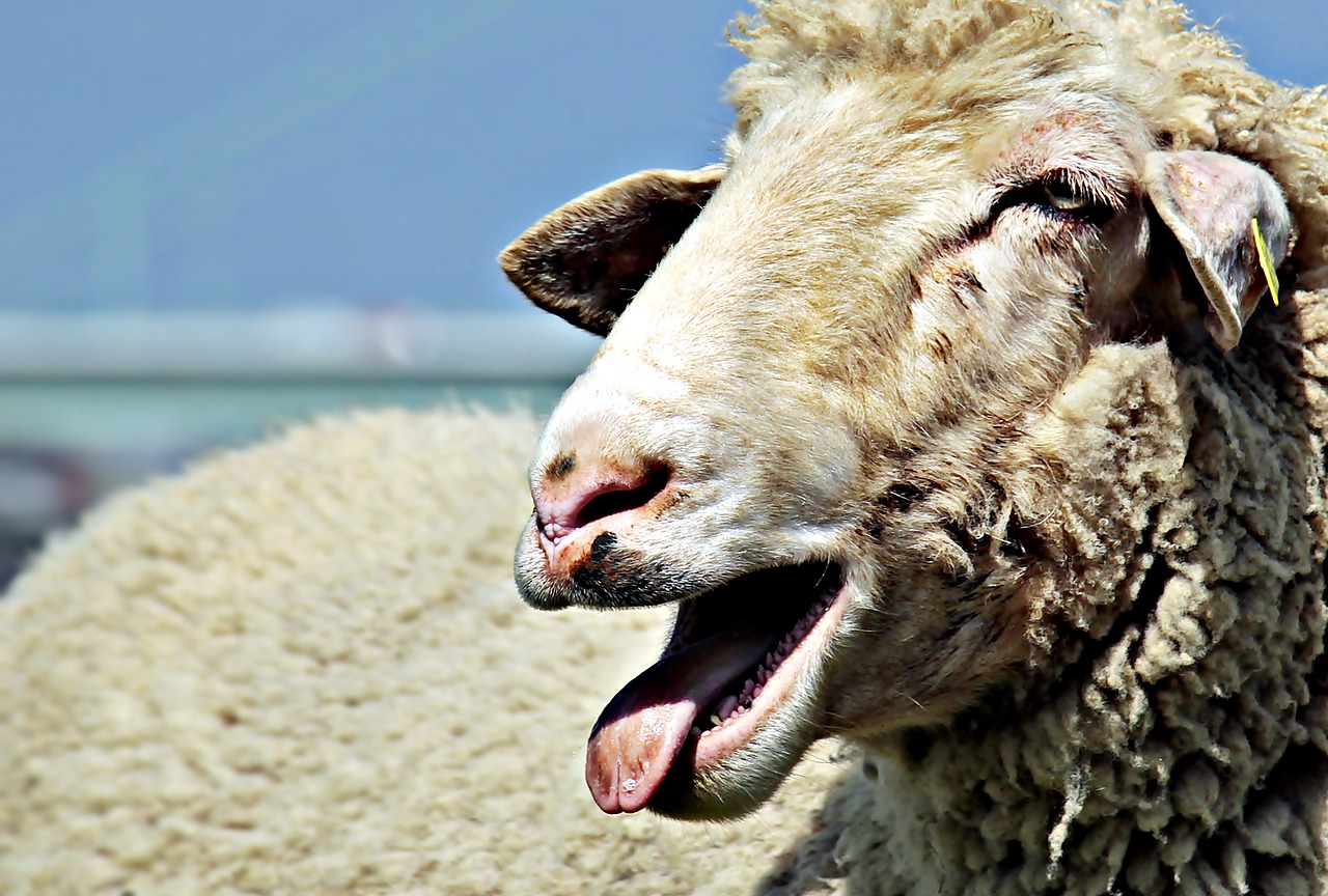 Zechariah 9:11-17 – Lost Sheep – Be Still…